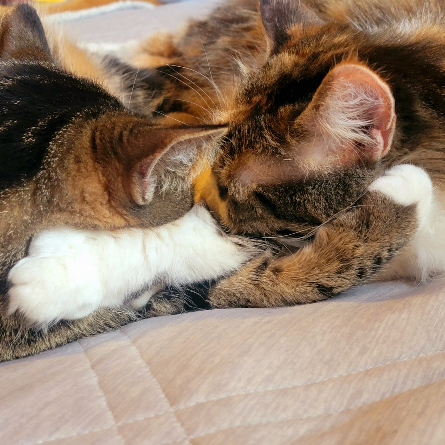 Torby Cats Photos | Petzlover