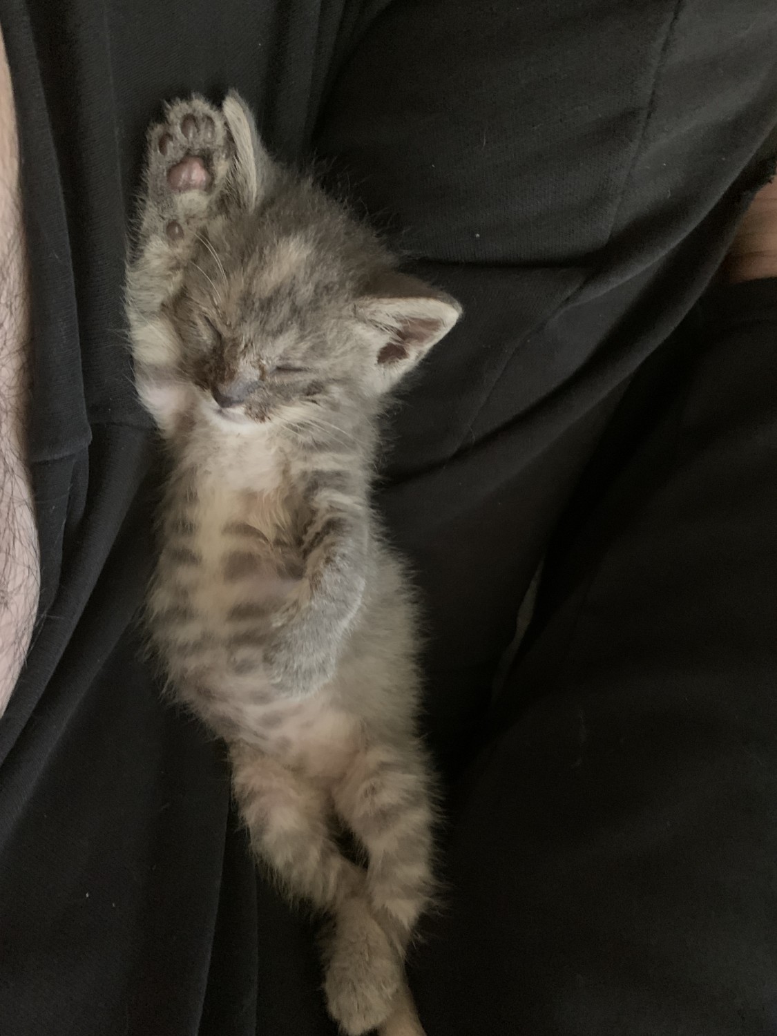 Torby Cats Photos | Petzlover