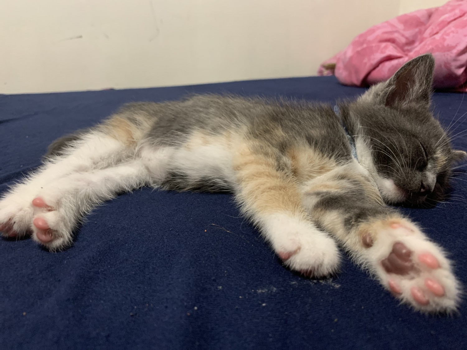 Torby Cats Photos | Petzlover