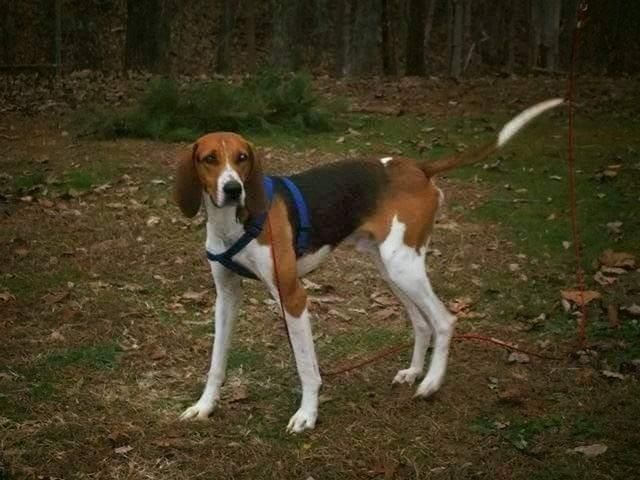 Treeing Walker Coonhound Puppies For Sale | Sweetwater, TN #110319