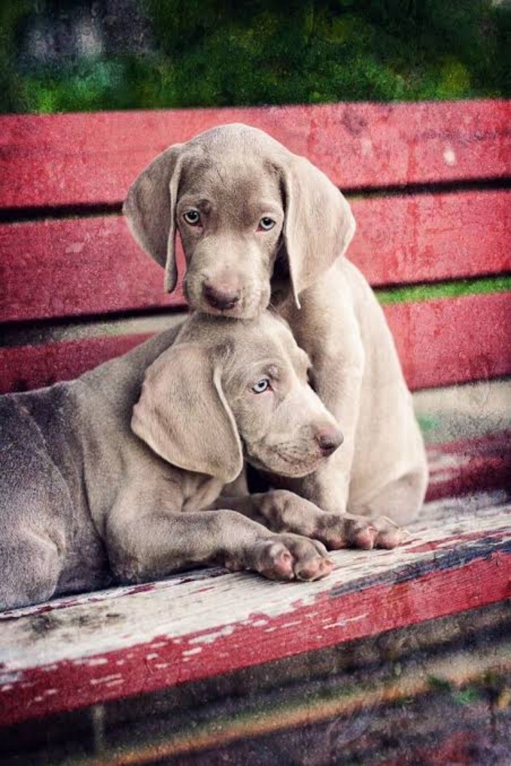 Weimaraner vs Doberman Pinscher - Breed Comparison