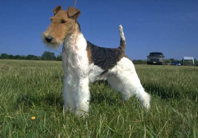 Wire Haired Fox Terrier vs Airedale Terrier - Breed Comparison