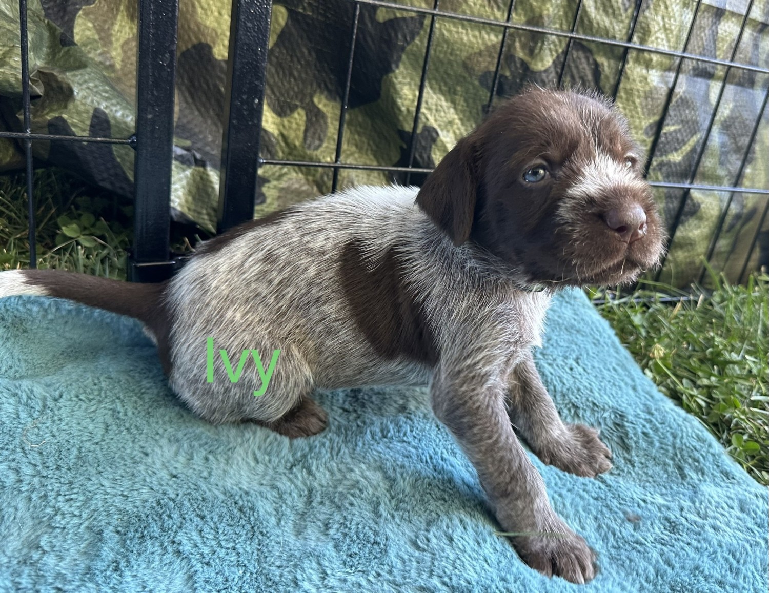 Wirehaired Pointing Griffon Puppies For Sale | Nampa, ID #540145