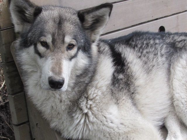 Wolfdog Puppies For Sale | Eugene, OR #276295 | Petzlover