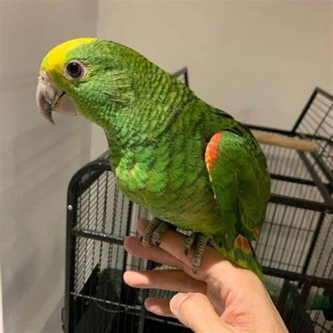 Yellow-Naped Amazon Parrot Birds For Sale | California 1, CA #394284
