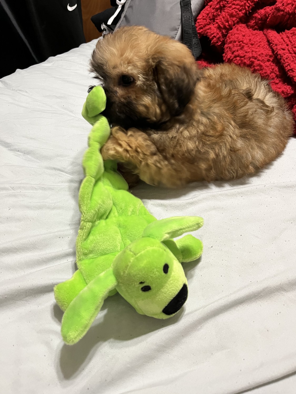 Yo-Chon Puppies For Sale | Nitro, WV #436517 | Petzlover