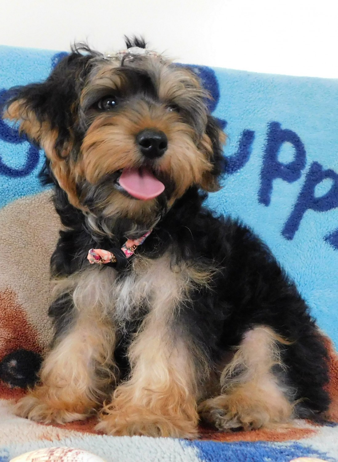 "Yo-Chon" Puppies For Sale | Dayton, OH #282188 | Petzlover