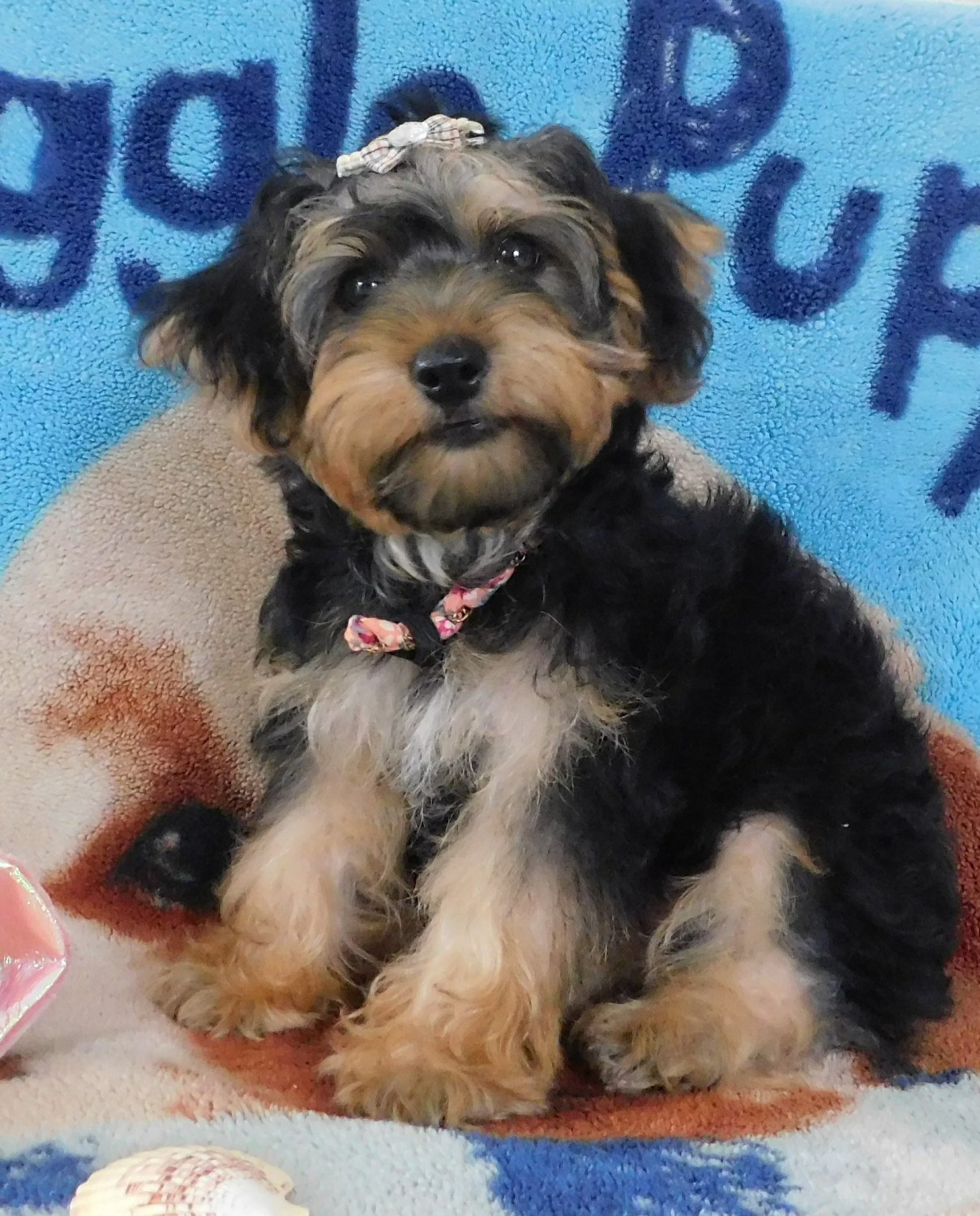 "Yo-Chon" Puppies For Sale | Dayton, OH #282188 | Petzlover