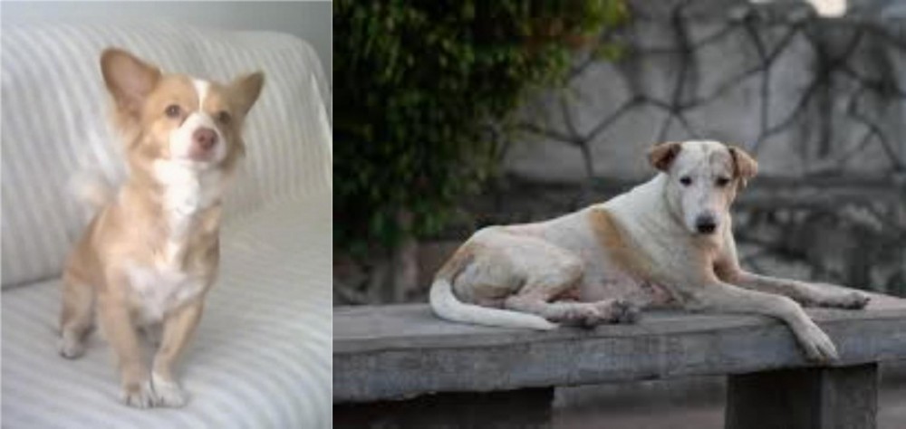 Alopekis vs Askal - Breed Comparison | MyDogBreeds