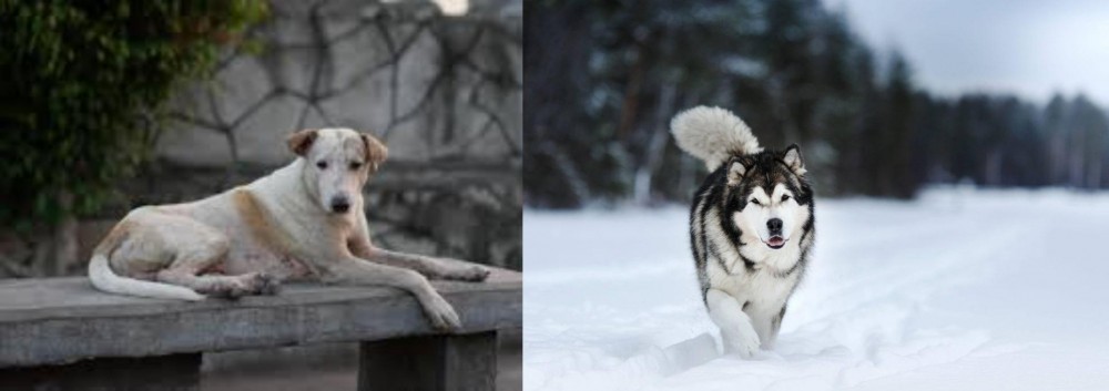 Askal vs Siberian Husky - Breed Comparison | MyDogBreeds