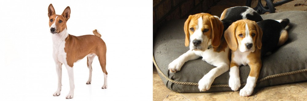 Basenji vs Beagle - Breed Comparison | MyDogBreeds