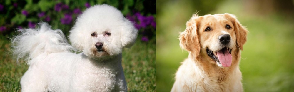 Bichon Frise vs Golden Retriever - Breed Comparison