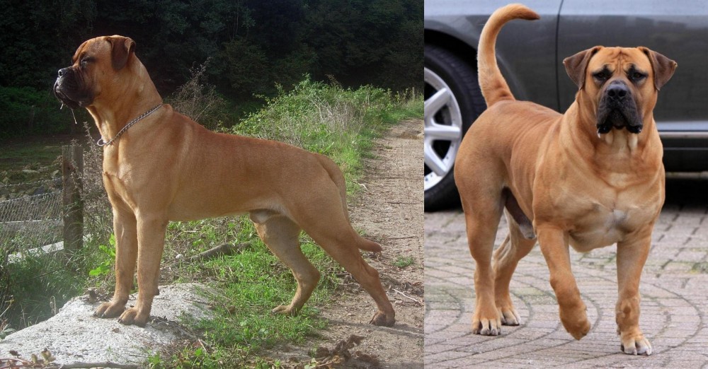 Bullmastiff vs Boerboel - Breed Comparison | MyDogBreeds