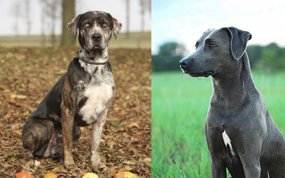 Catahoula Leopard vs Blue Lacy - Breed Comparison