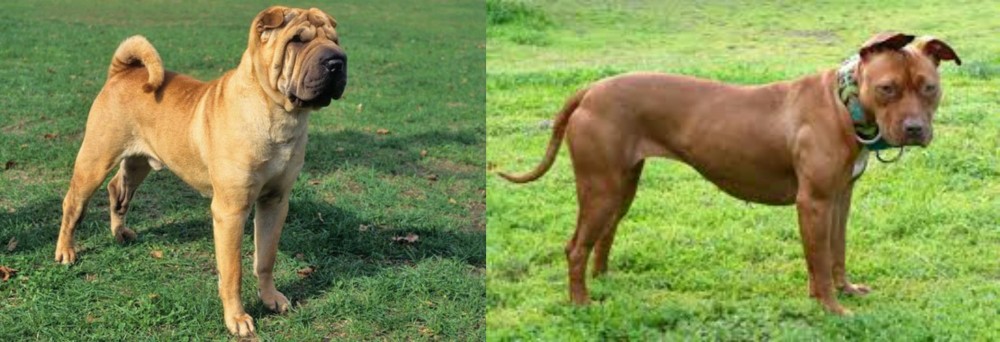 Chinese Shar Pei vs American Pit Bull Terrier - Breed Comparison