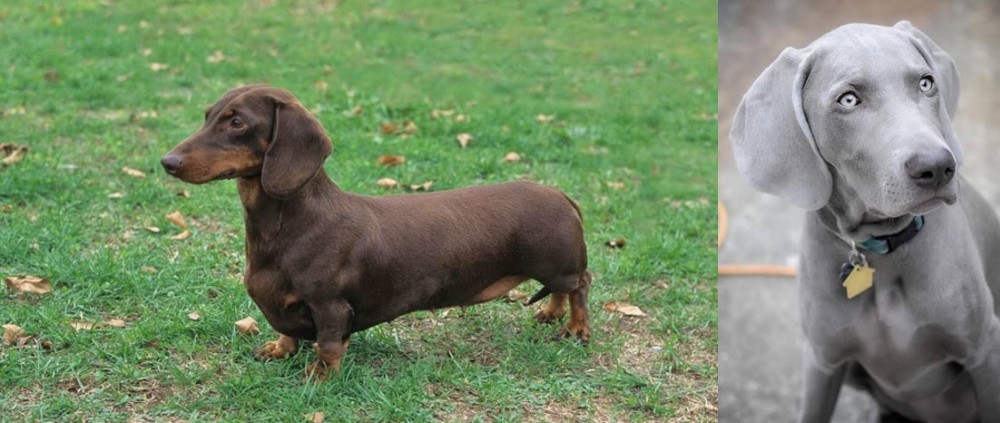 Weimaraner vs Dachshund - Breed Comparison | Petzlover