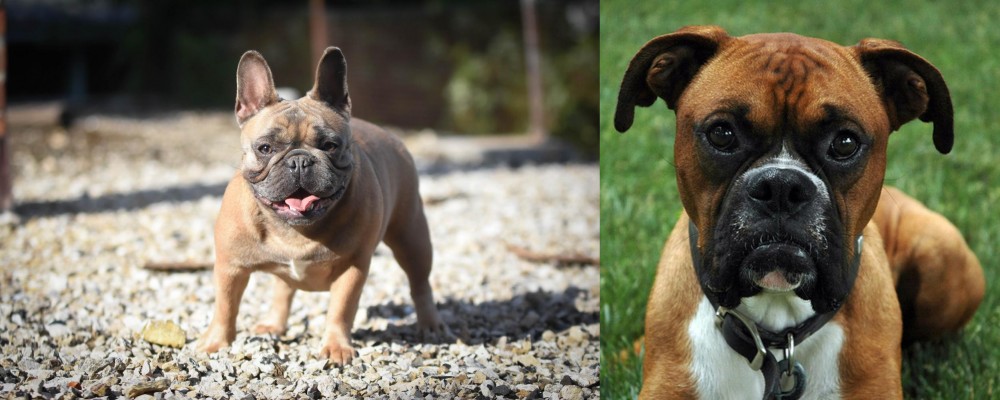 Boxer vs French Bulldog - Breed Comparison | MyDogBreeds