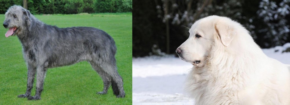 Irish Wolfhound vs Great Pyrenees - Breed Comparison
