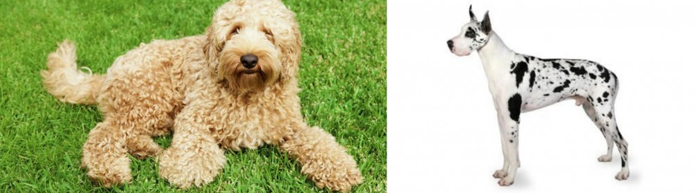Labradoodle vs Great Dane - Breed Comparison | MyDogBreeds