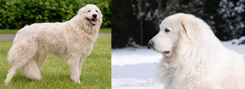 Maremma Sheepdog vs Great Pyrenees - Breed Comparison