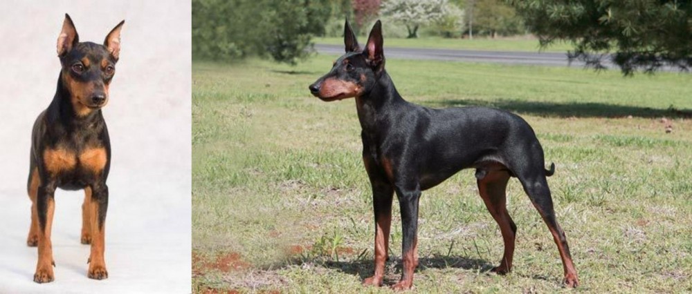 Miniature Pinscher vs Manchester Terrier - Breed Comparison