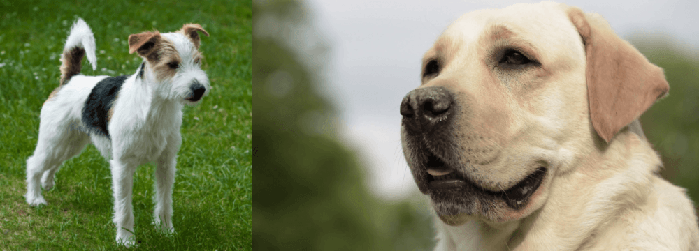 Parson Russell Terrier vs Labrador Retriever - Breed Comparison