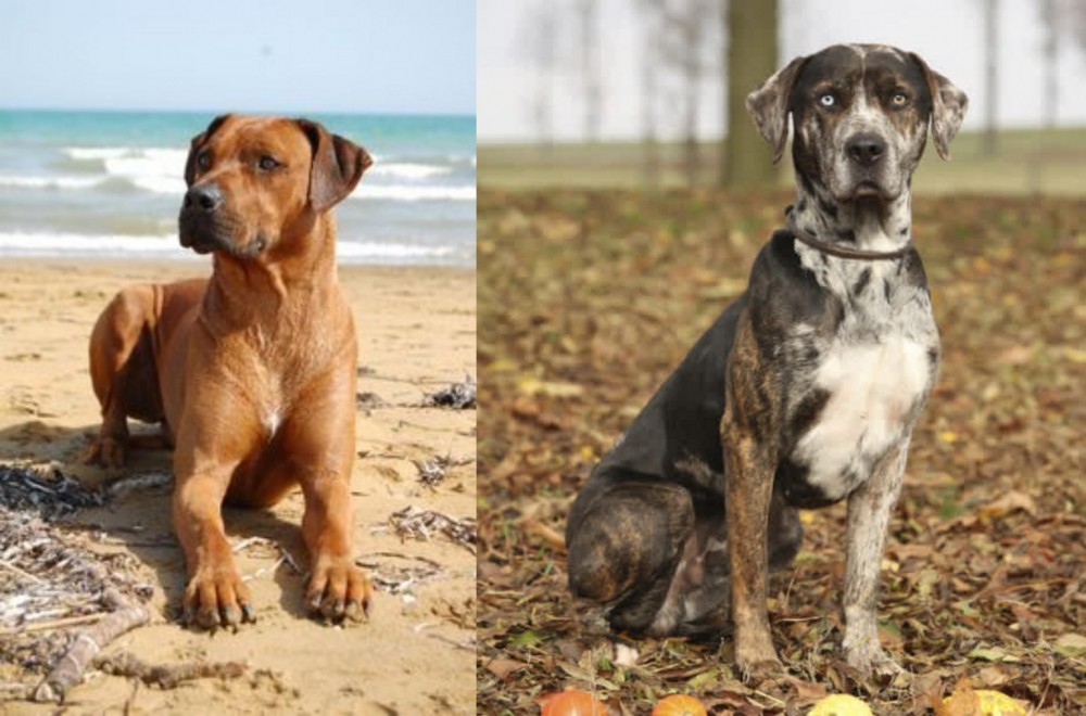 Rhodesian Ridgeback vs Catahoula Leopard - Breed Comparison