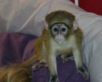 Capuchins Monkey For Sale in United States (6) | Petzlover