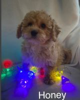 Cavapoo Puppies For Sale | Pinesdale, MT #313172 | Petzlover