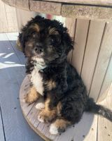 Cavapoo For Sale in United States (1714) | Petzlover