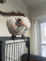 Cockatoo Birds For Sale | Whitestone Expressway, Queens, NY #326192