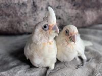 Cockatoo Birds For Sale | Whitestone Expressway, Queens, NY #326192