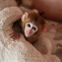 Macaque Animals Photos | Petzlover
