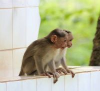 Macaque For Sale in United States (65) | Petzlover
