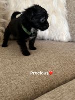 Maltese Puppies For Sale | Orlando, FL #286302 | Petzlover