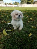 Pekingese For Sale in United States (327) | Petzlover