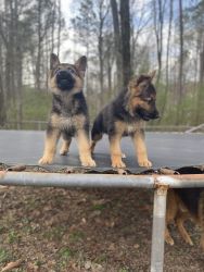 German Shepherd Puppies for sale | Petzlover