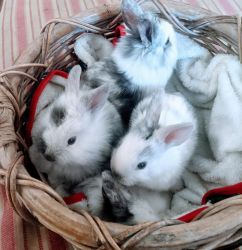 Rabbits For Sale in Virginia Beach (11) | Petzlover