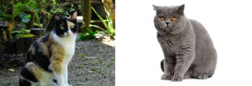 Calico vs British Shorthair - Breed Comparison | MyCatBreeds