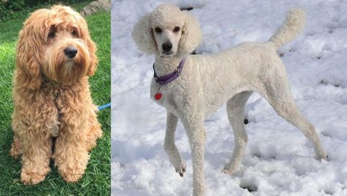 Cockapoo vs Poodle - Breed Comparison | MyDogBreeds
