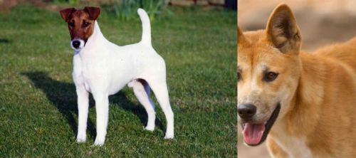 Fox Terrier (Smooth) vs Dingo - Breed Comparison | MyDogBreeds