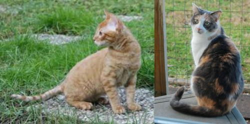 German Rex vs Dilute Calico - Breed Comparison | MyCatBreeds