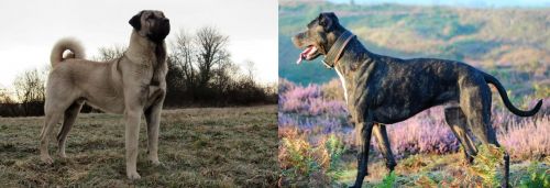 Kangal Dog vs Alaunt - Breed Comparison | MyDogBreeds