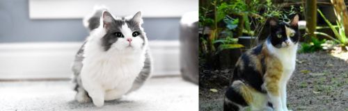 Munchkin vs Calico - Breed Comparison | MyCatBreeds