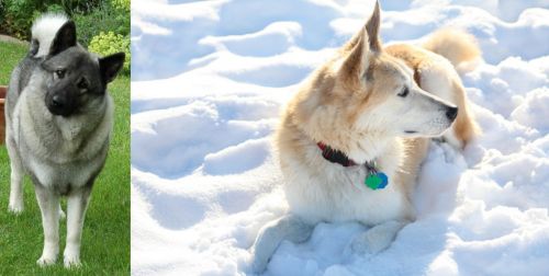 Norwegian Elkhound vs Labrador Husky - Breed Comparison