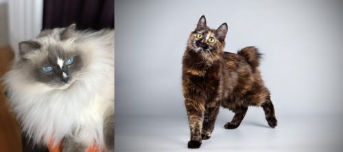 Ragdoll vs Japanese Bobtail - Breed Comparison | MyCatBreeds