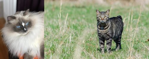Ragdoll vs Manx - Breed Comparison | MyCatBreeds