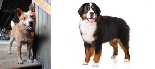 Red Heeler vs Bernese Mountain Dog - Breed Comparison