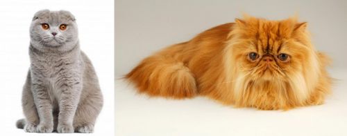 Scottish Fold vs Persian - Breed Comparison | MyCatBreeds