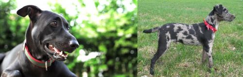 Shepard Labrador vs Atlas Terrier - Breed Comparison